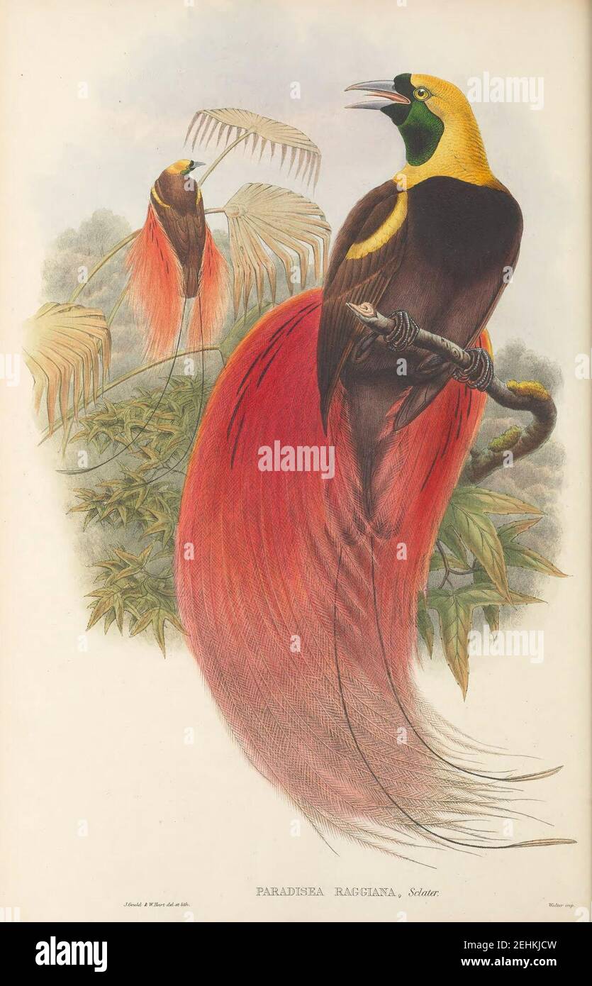 Paradisaea raggiana - The Birds of New Guinea Stock Photo - Alamy