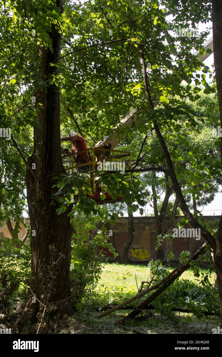 pruning trees. Slaughter of a poplar. Seasonal pruning of trees in the ...