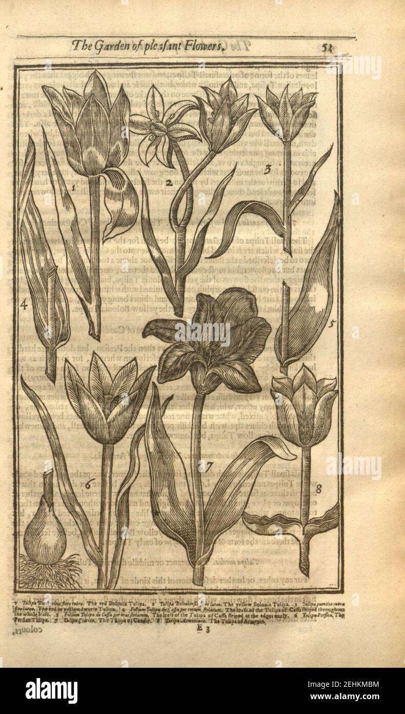 Paradisi in sole paradisus terrestris, or, A garden of all sorts of ...