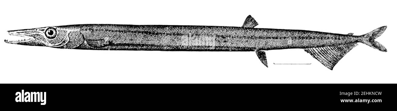 Paralepis hi-res stock photography and images - Alamy