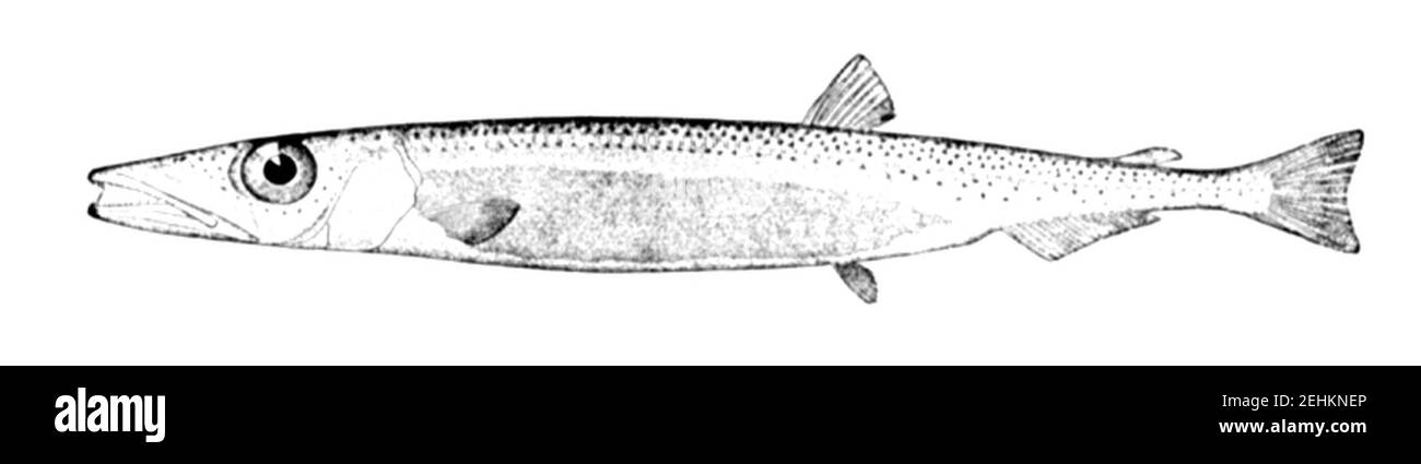 Paralepis coregonoides hi-res stock photography and images - Alamy