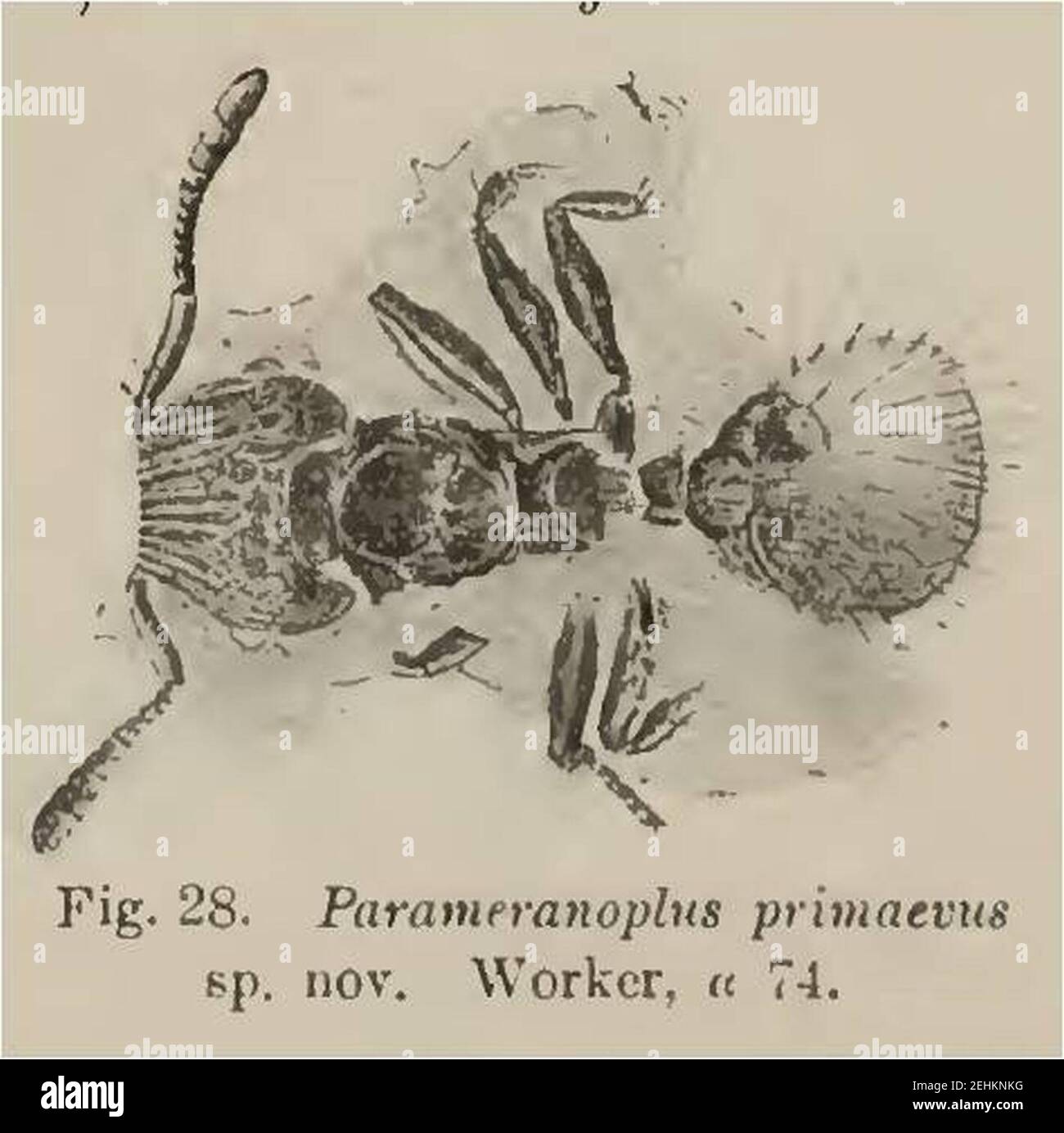 Primaevus hi-res stock photography and images - Alamy