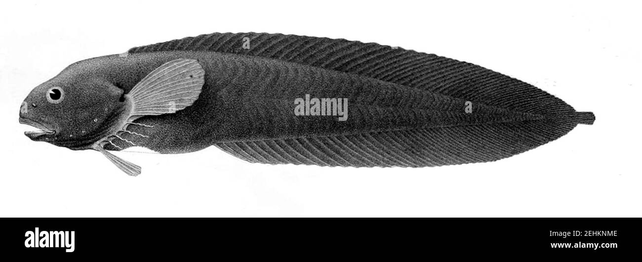 Paraliparis hi-res stock photography and images - Alamy