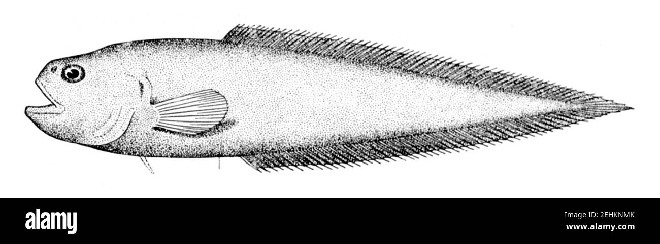 Paraliparis hi-res stock photography and images - Alamy