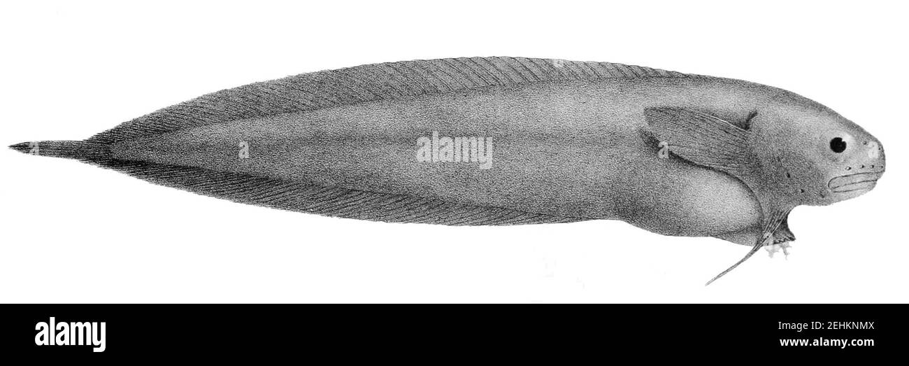 Paraliparis hi-res stock photography and images - Alamy