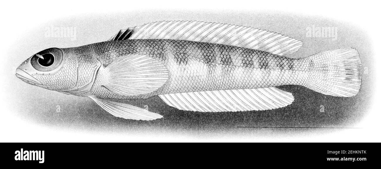 Parapercis roseoviridis hi-res stock photography and images - Alamy