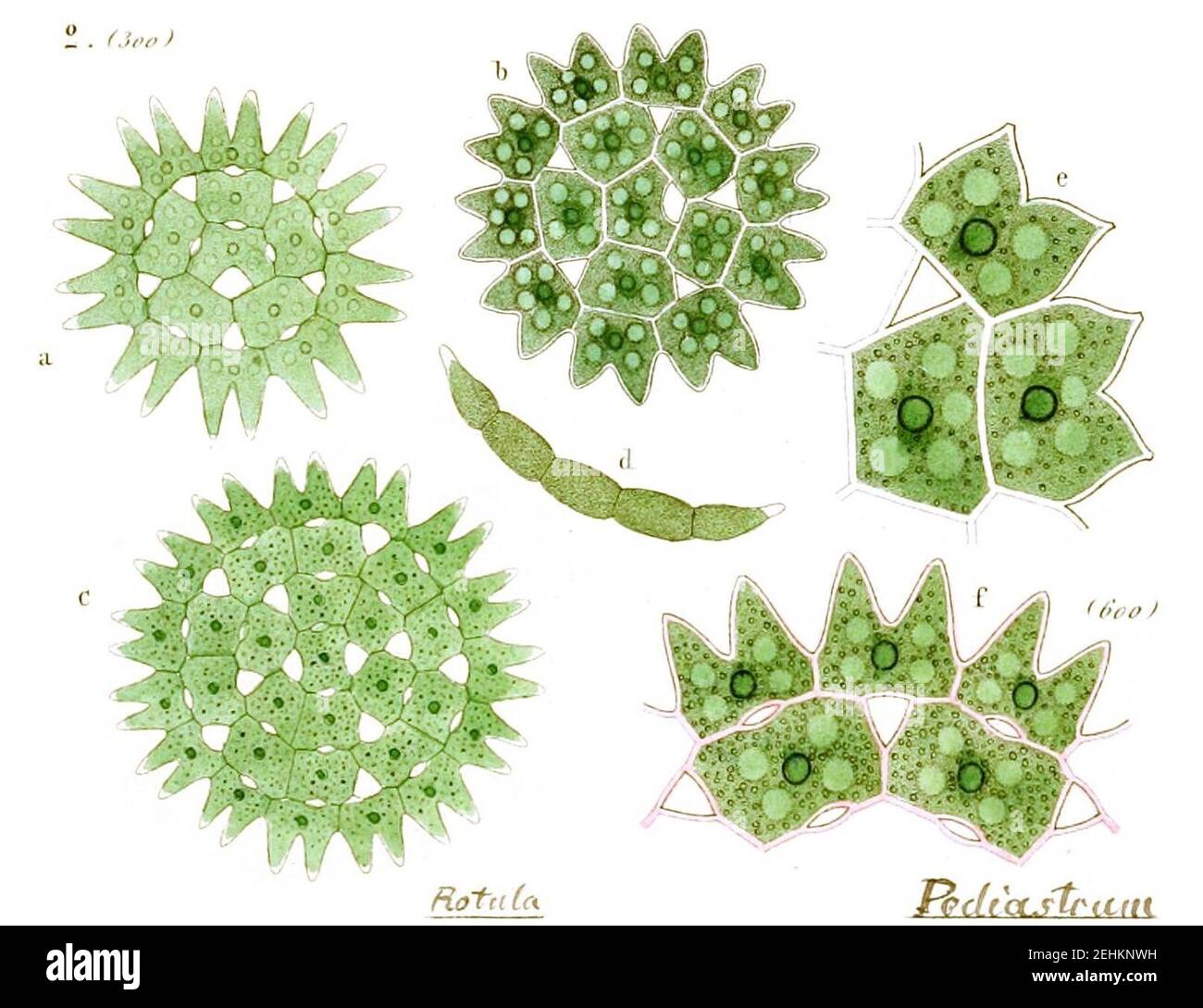 Pediastrum hi-res stock photography and images - Alamy