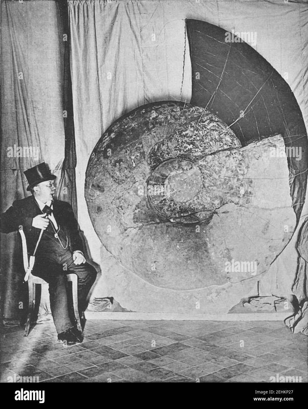 Parapuzosia seppenradensis (Plate II Stock Photo - Alamy