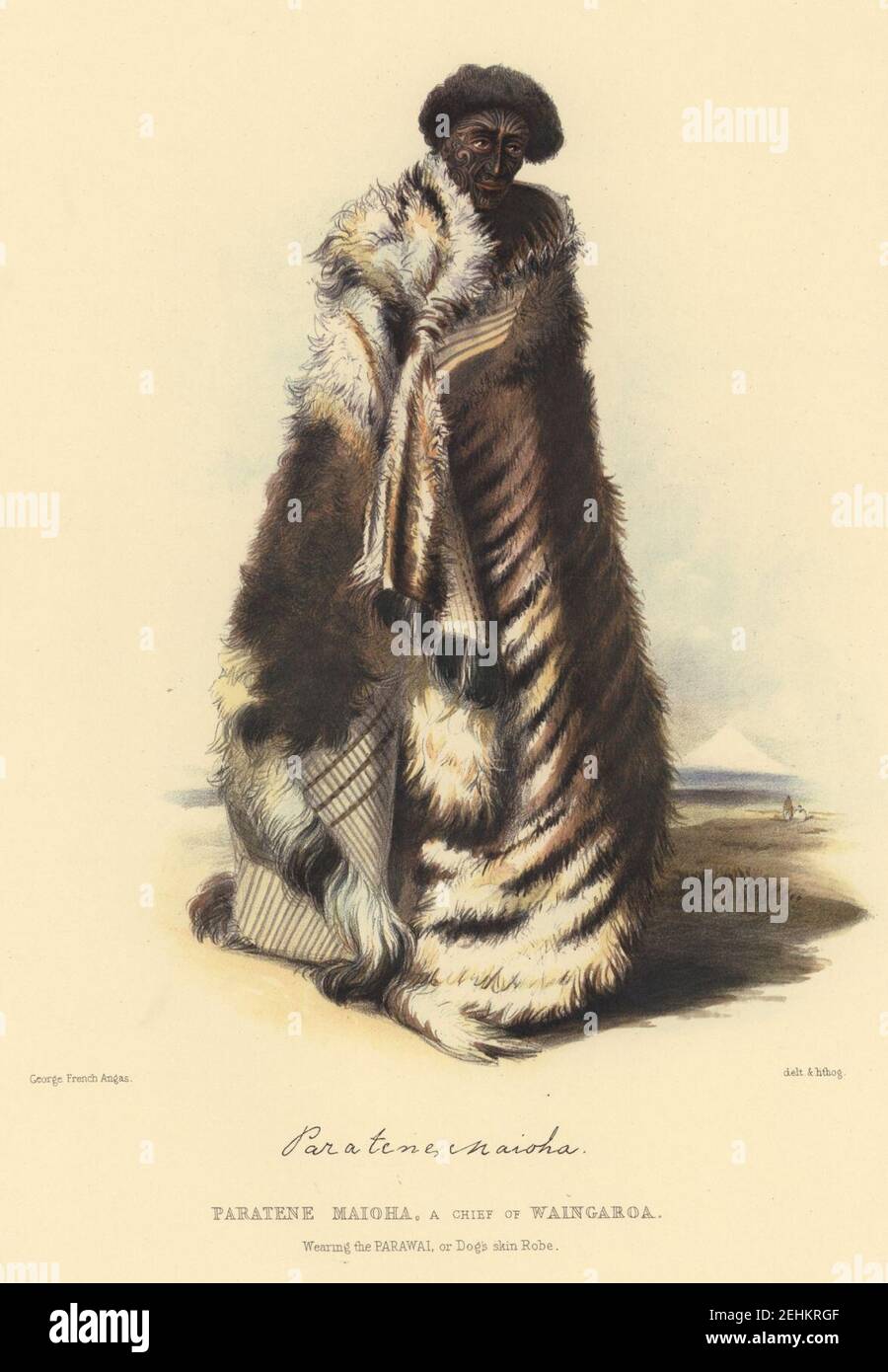 PARATENE MAIOHA, A CHIEF OF WAINGAROA. Wearing the PARAWAI, or Dog's ...