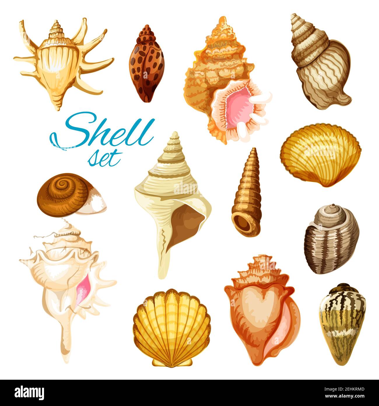 Seashell, sea animals and ocean beach mollusk. Scallop, snail and clam ...