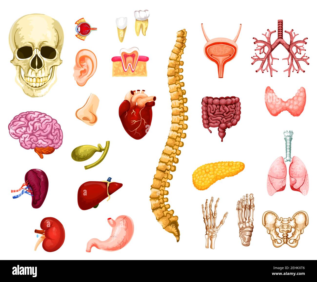 Human organs, joints and bones icons anatomy. Vector isolated brain ...