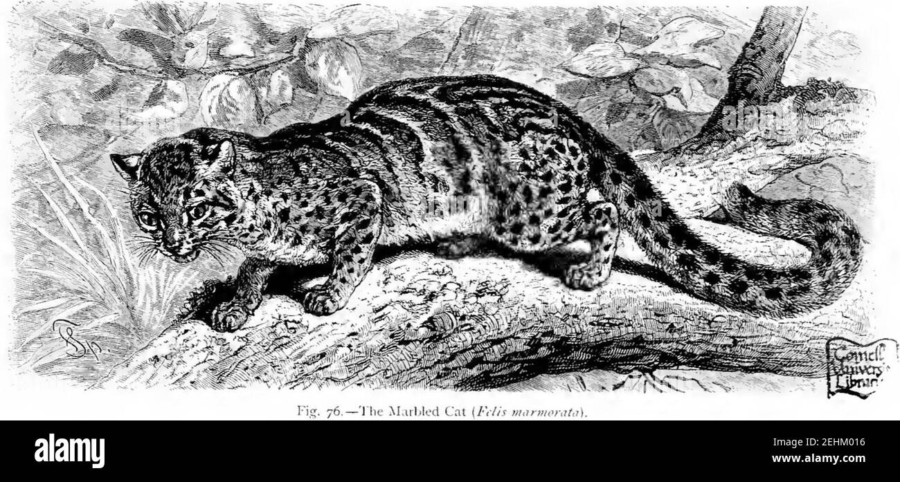 Pardofelis marmorata hi-res stock photography and images - Alamy