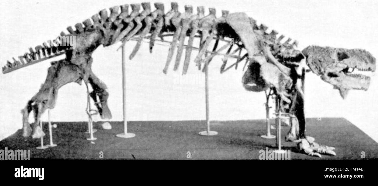 Pareiasaurus Black and White Stock Photos & Images - Alamy