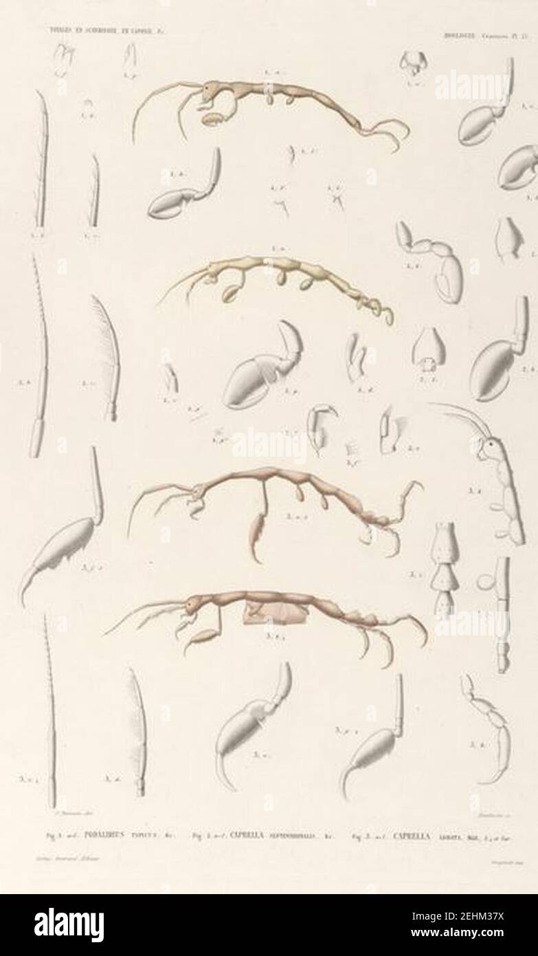 Pariambus typicus Caprella septentrionalis Caprella linearis Stock ...