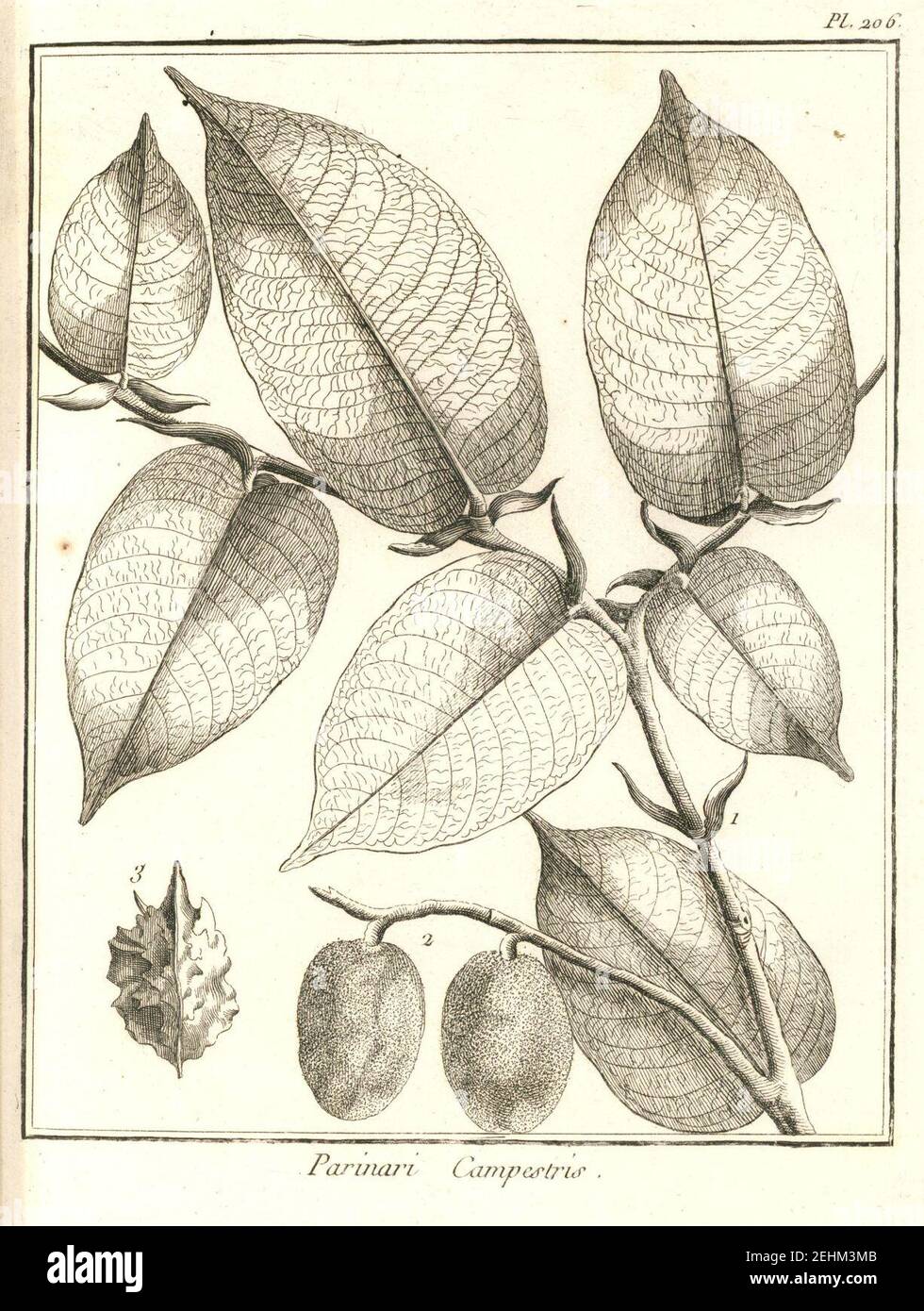 Parinari campestris hi-res stock photography and images - Alamy