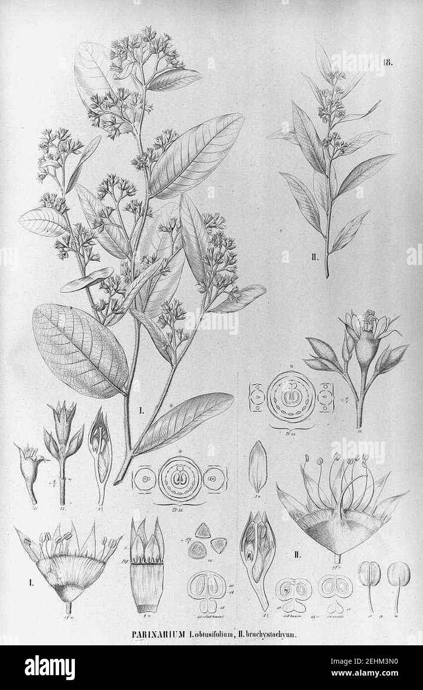 Parinari hi-res stock photography and images - Alamy