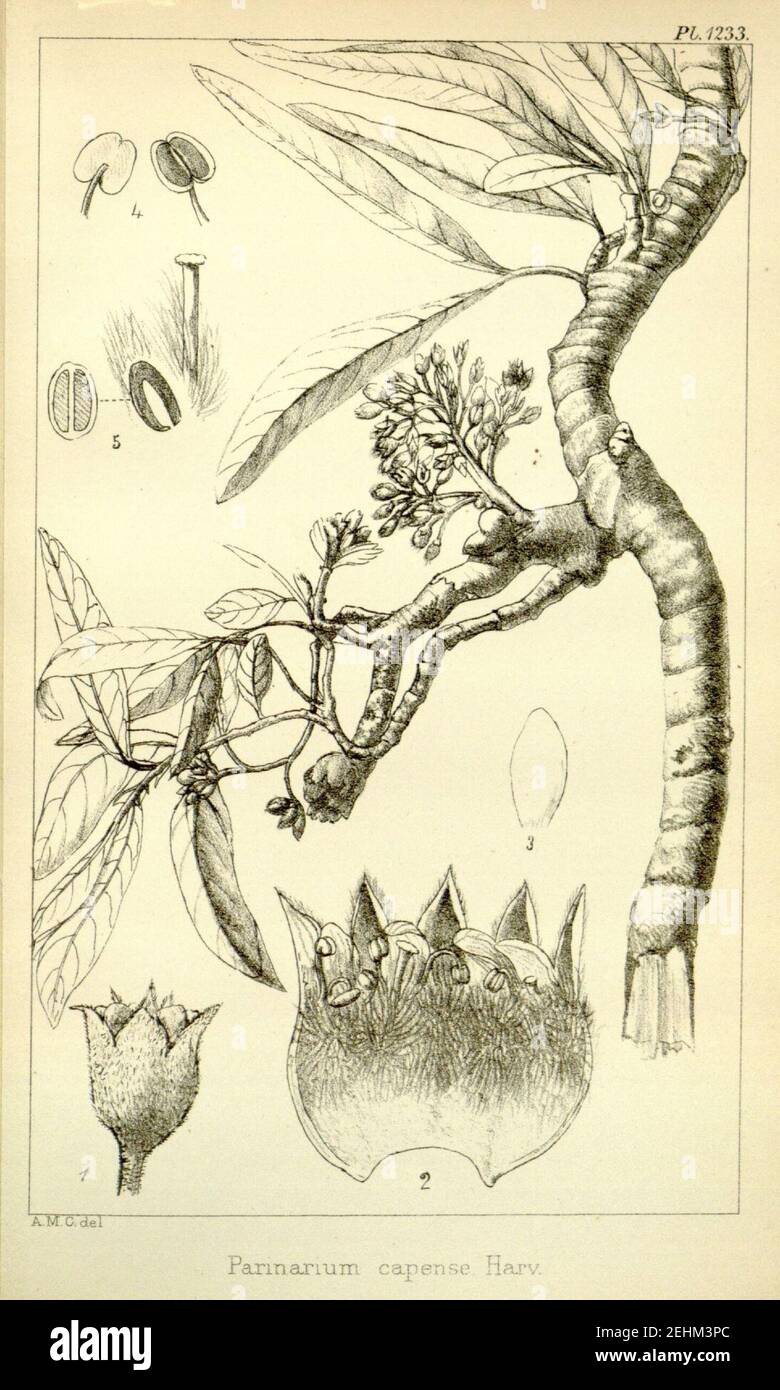 Parinari hi-res stock photography and images - Alamy