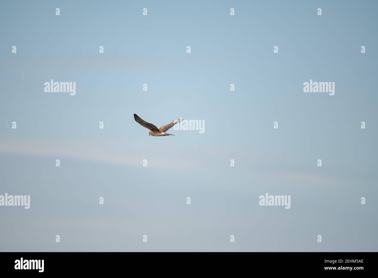 Soaring hawk hi-res stock photography and images - Alamy