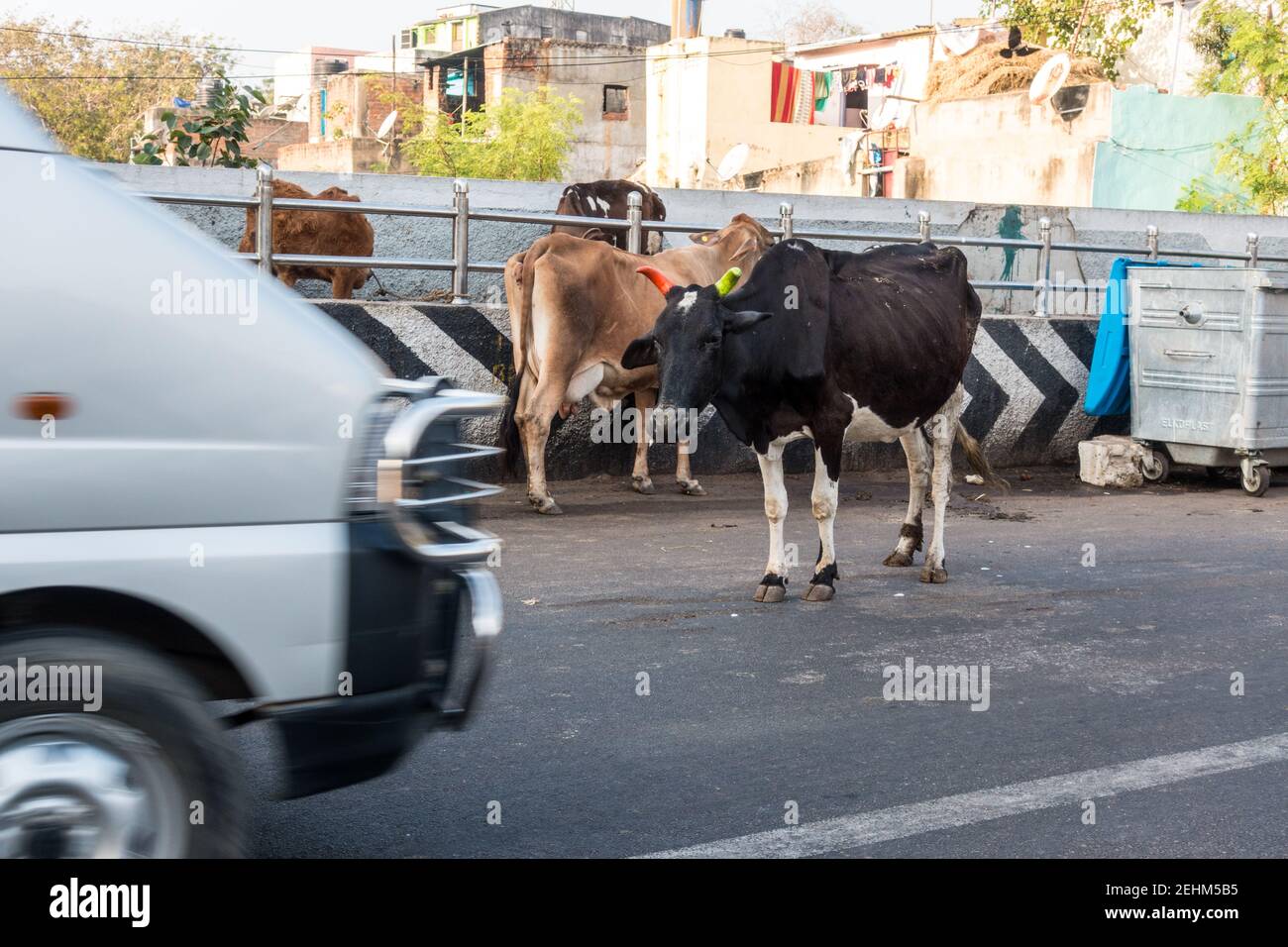 Stray cattle cow on roadside in between moving traffic in Chennai ...