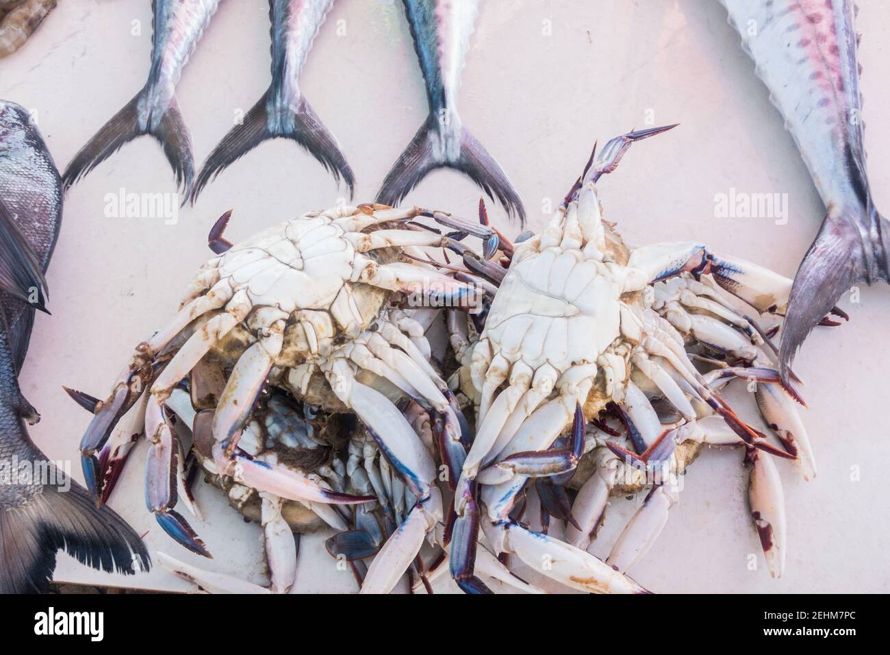 India tamil nadu chennai fish hi-res stock photography and images - Alamy