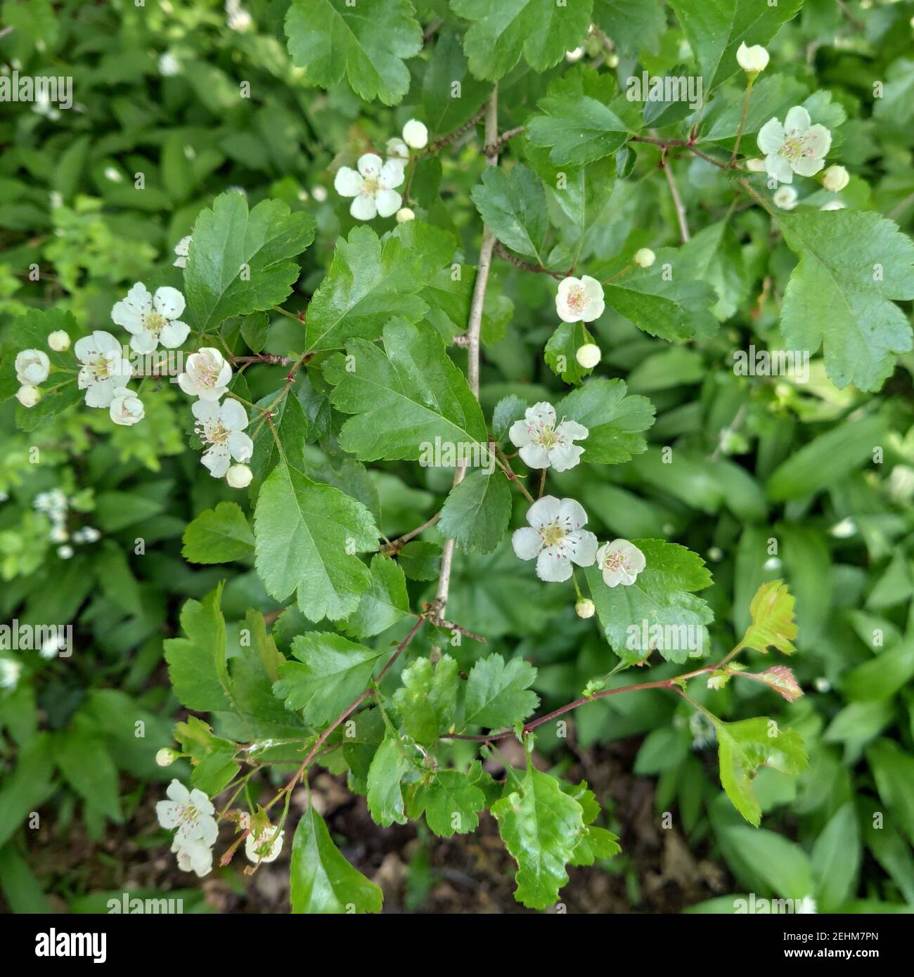 Hawthorn tree branches hi-res stock photography and images - Alamy