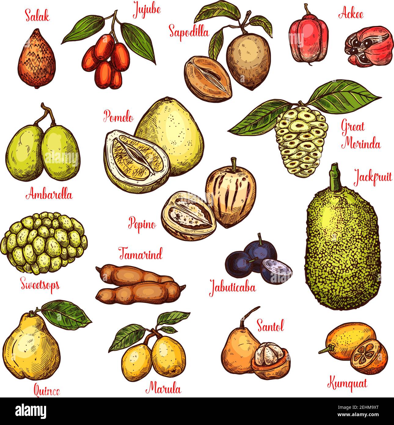 Exotic Tropical Fruit