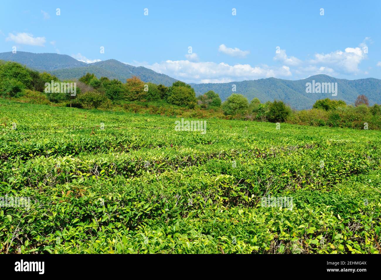 Tea plantation. The tea in Europe. Nature Agricultural Farming Organic ...