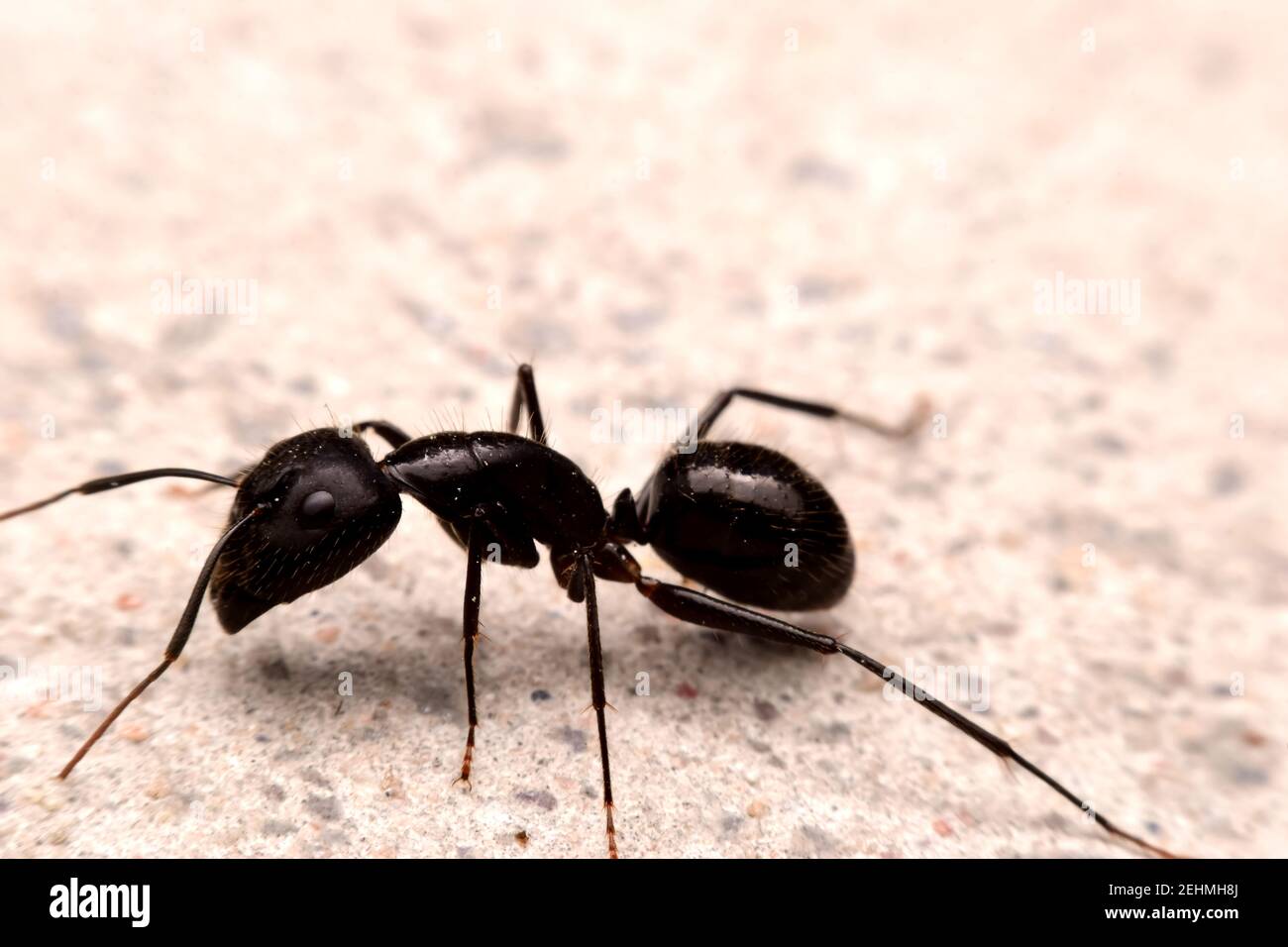Closeup black ant on the cement ground, macro insect Stock Photo - Alamy