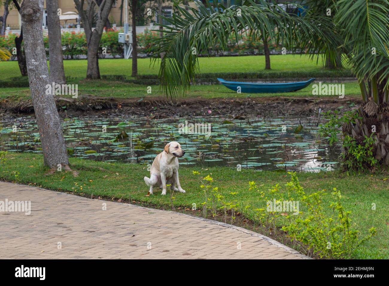 Labrador retriever dog pooping on grass lawn next to the water lily ...