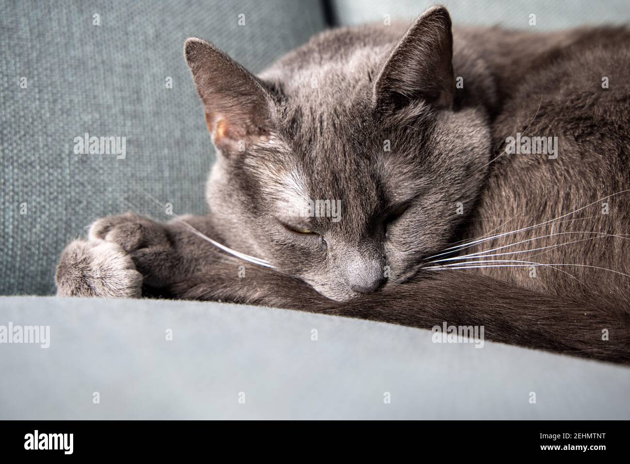 Lazy russian blue breed cat resting on the sofa Stock Photo - Alamy