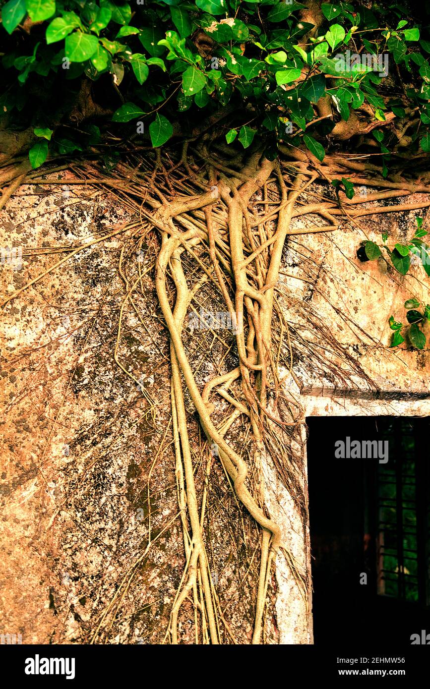 ROOT OF PLANT DEPENDS ON WALL Stock Photo - Alamy