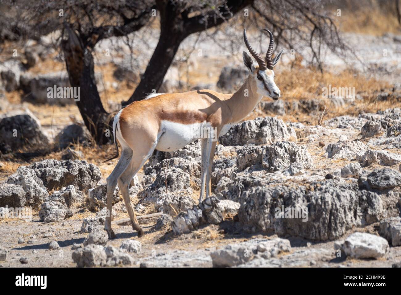 Springbok stands by tree on rocky slope Stock Photo - Alamy