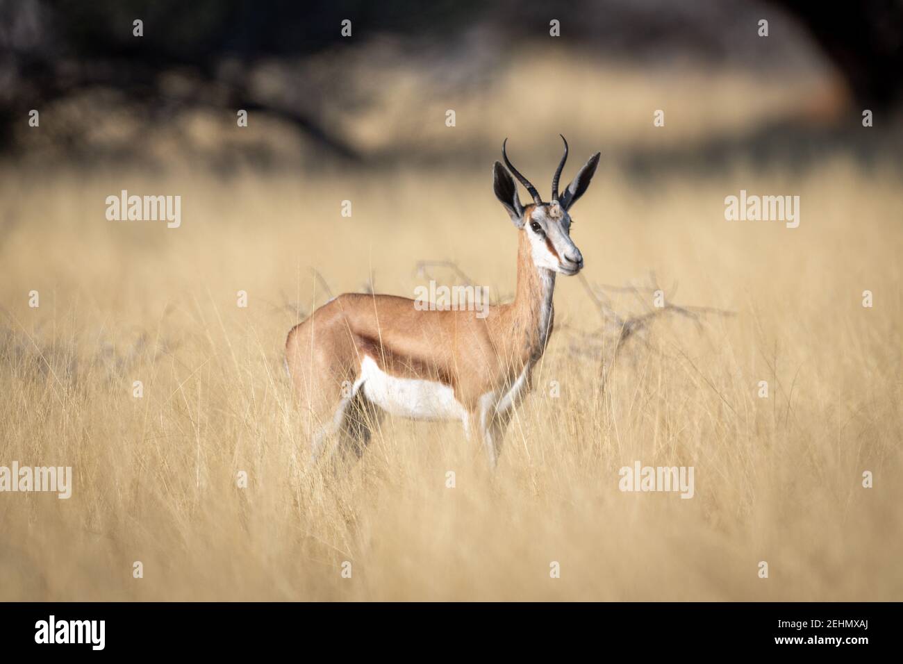 Springbok in long grass hi-res stock photography and images - Alamy