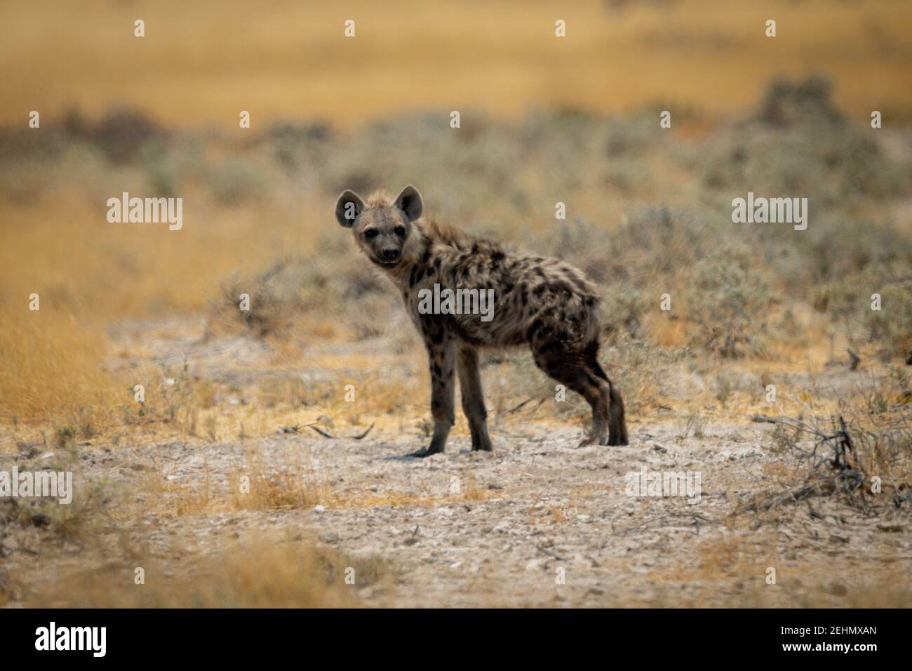 Spotted hyena stands in profile turning head Stock Photo - Alamy