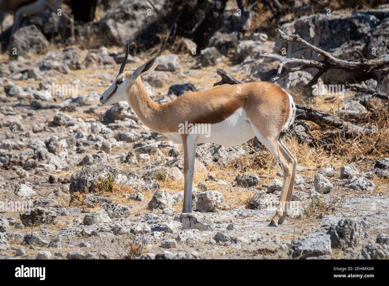 Springbok stands in profile on rocky ground Stock Photo - Alamy