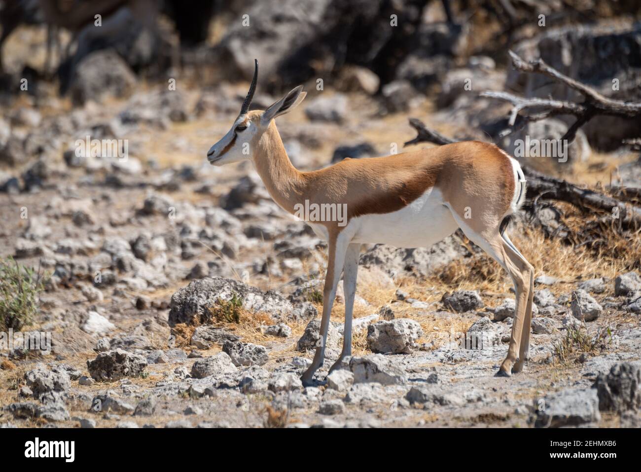 Springbok stands on rocky ground in profile Stock Photo - Alamy