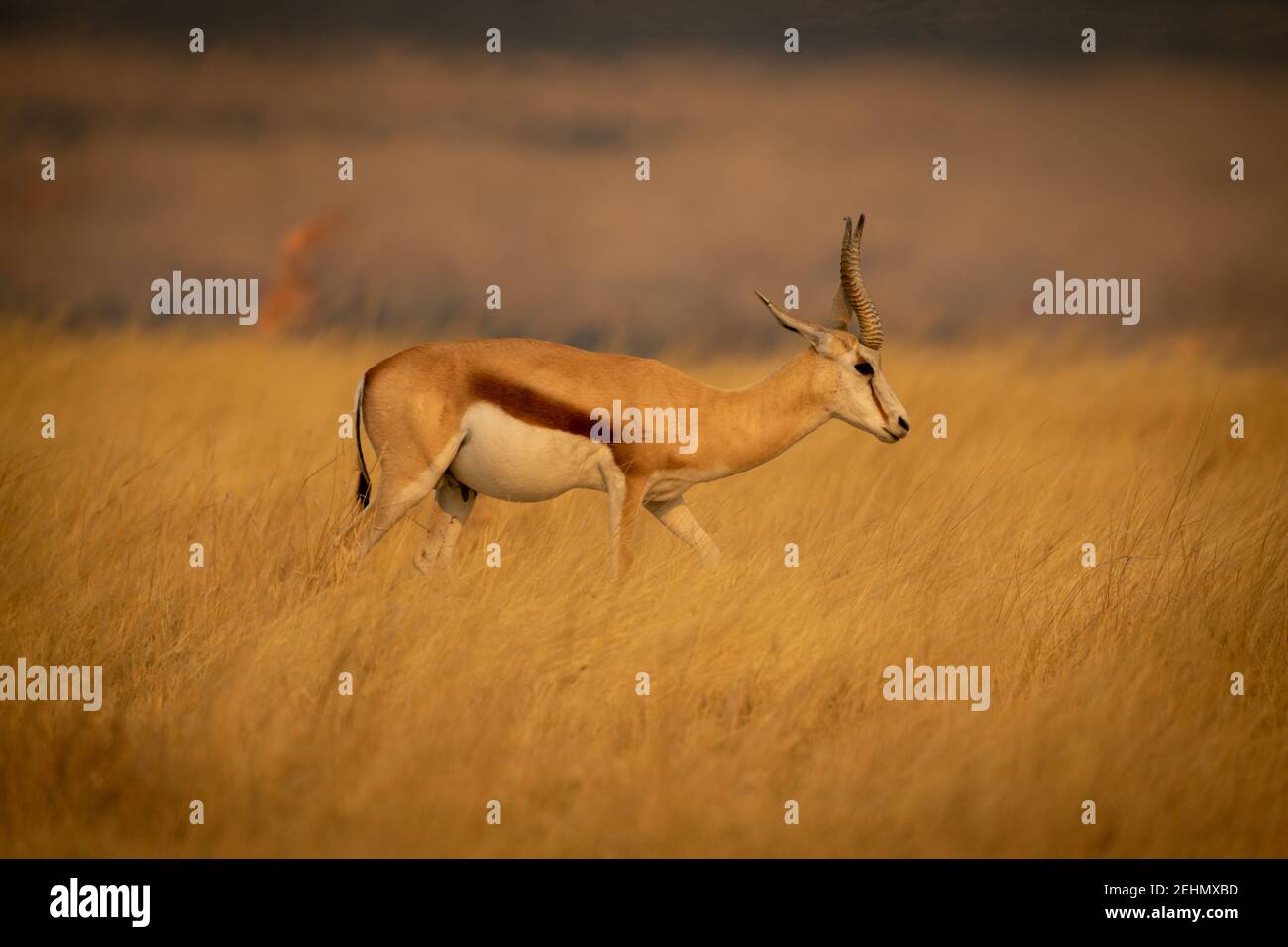 Springbok walks through grass with flames behind Stock Photo - Alamy