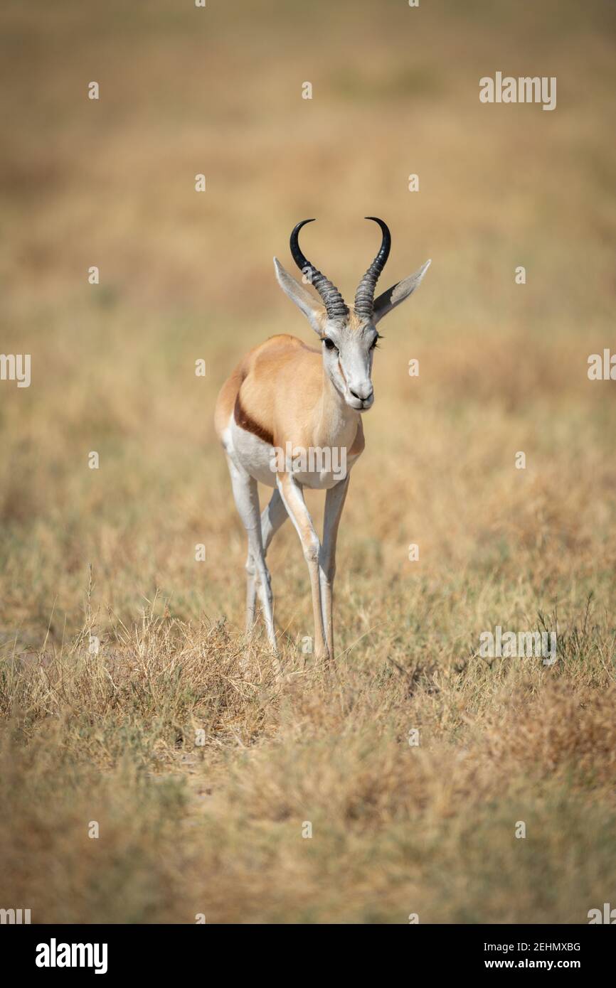 Short springbok hi-res stock photography and images - Alamy