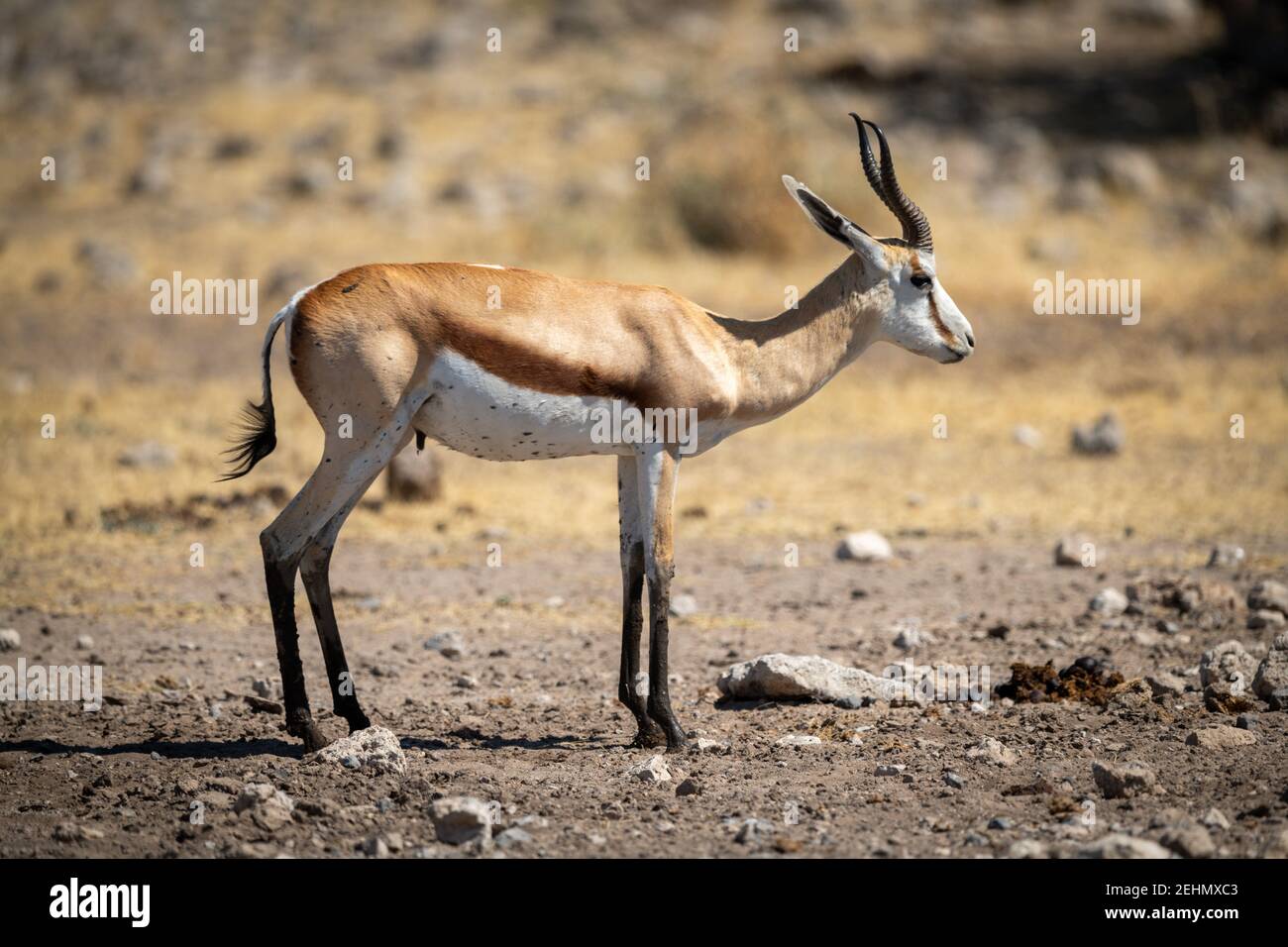 Springbok stands in profile on stony ground Stock Photo - Alamy