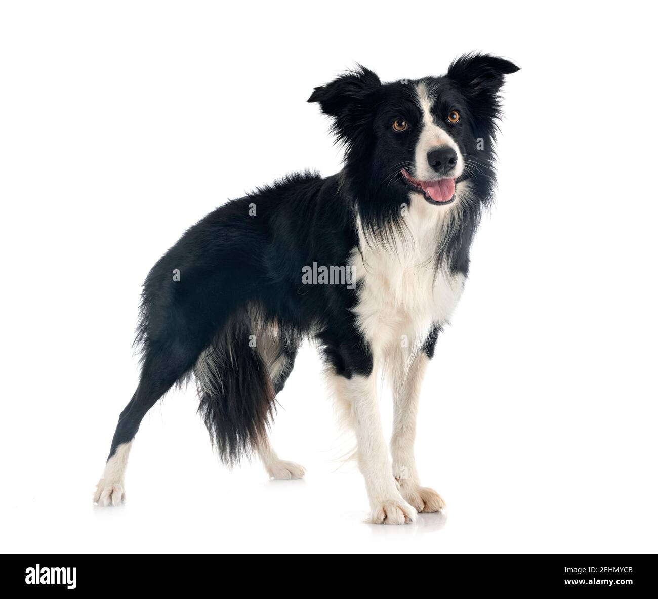 border collie in front of white background Stock Photo - Alamy