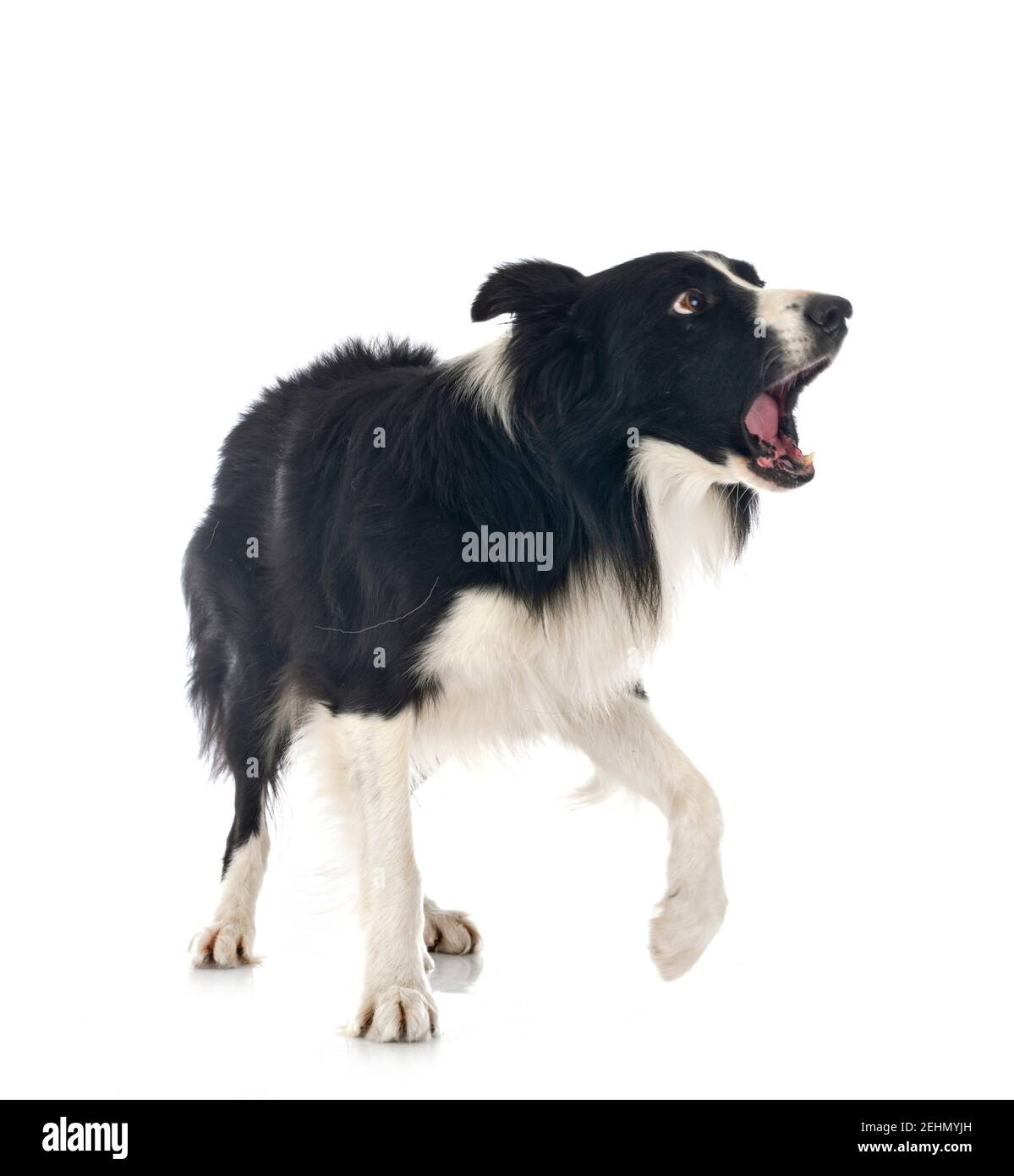 border collie in front of white background Stock Photo - Alamy