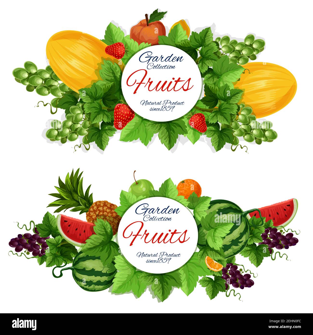 Organic farm fruits. Vector agriculture harvest, greengrocery market ...