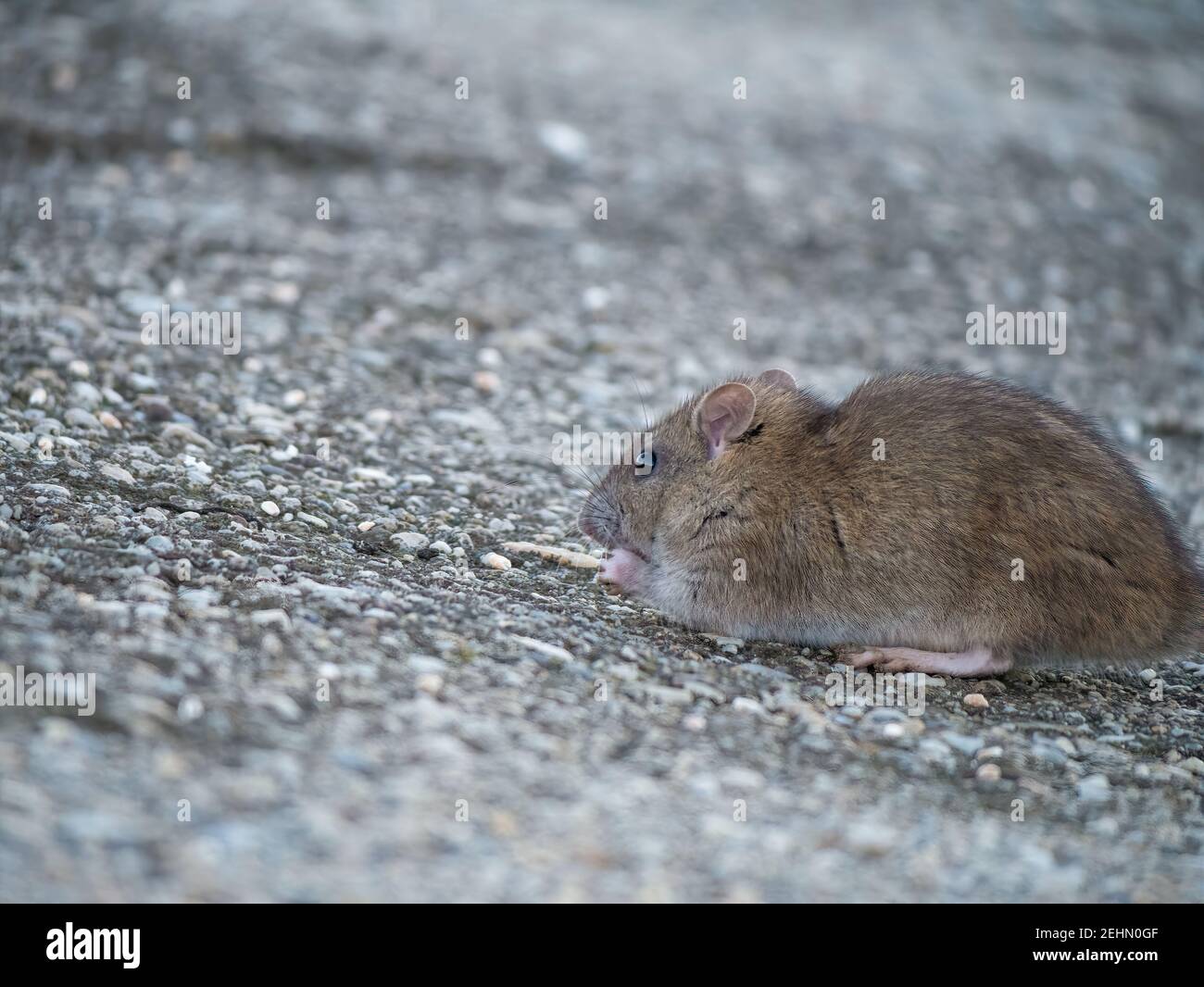 Rat Infestation High Resolution Stock Photography and Images - Alamy