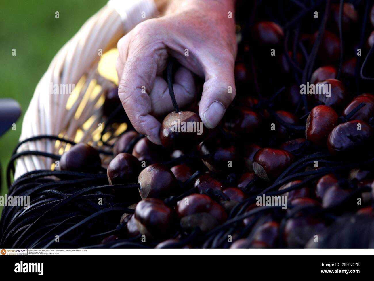 World conker championships hi-res stock photography and images - Alamy