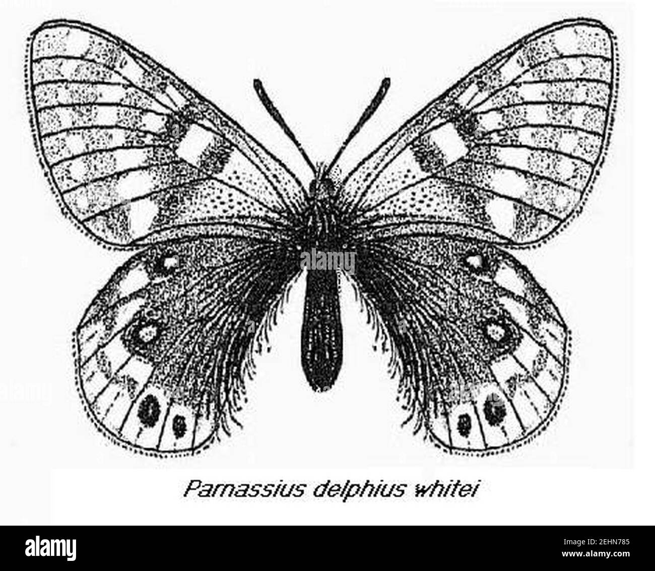 Parnassius delphius whitei Stock Photo - Alamy