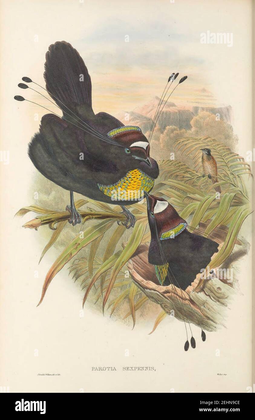 Parotia hi-res stock photography and images - Alamy