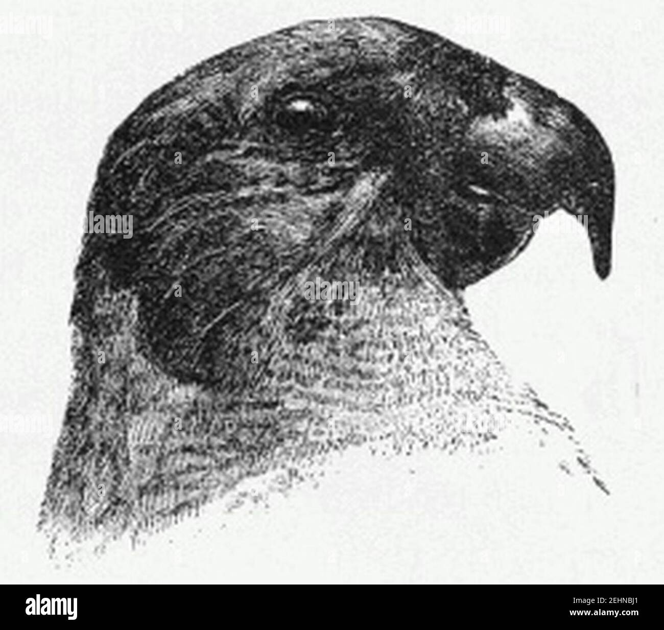 Parrot Head Drawing Stock Photo - Alamy