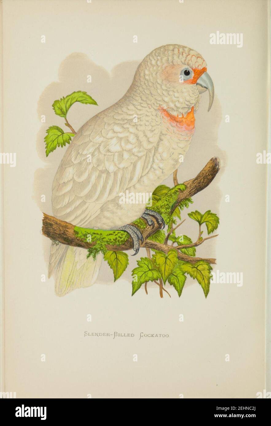Parrots in captivity (Vol. 1. PL. 06) Slender-Billed Cockatoo Stock ...