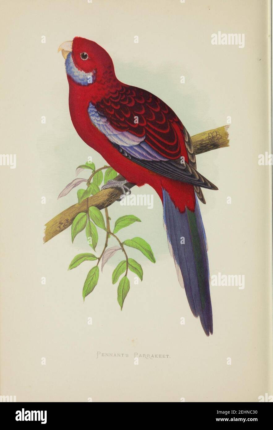 Parrots in captivity (Vol. 1. PL. 27) Pennant's Parrakeet Stock Photo ...