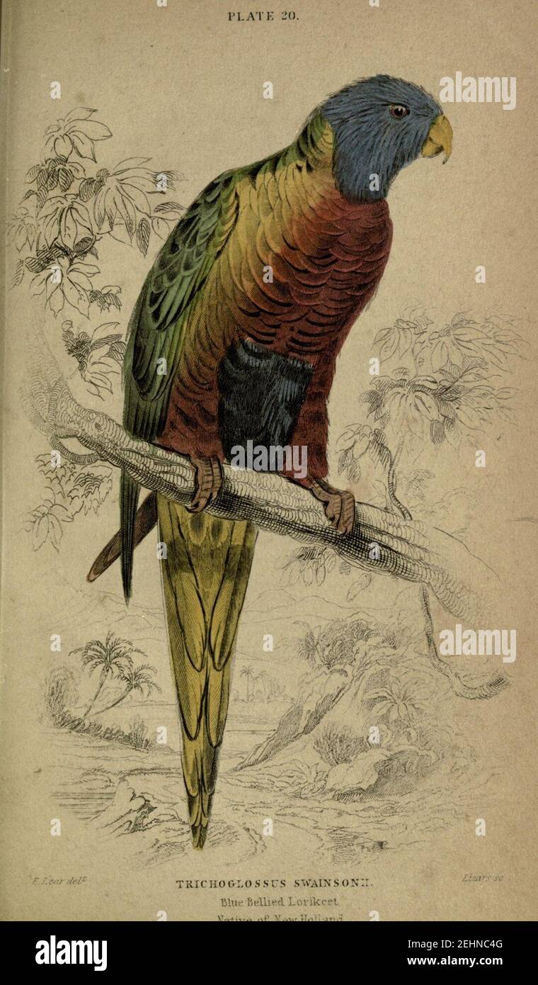 Parrots (Plate 20) (7977165868 Stock Photo - Alamy